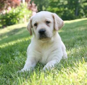 Yellow Labrador Retriever Puppies for Sale - Breeders | Hidden Pond ...