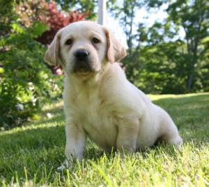 Yellow Labrador Retriever Puppies for Sale - Breeders | Hidden Pond ...