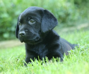 Black Labrador Retriever Puppies For Sale | Hidden Pond Labradors