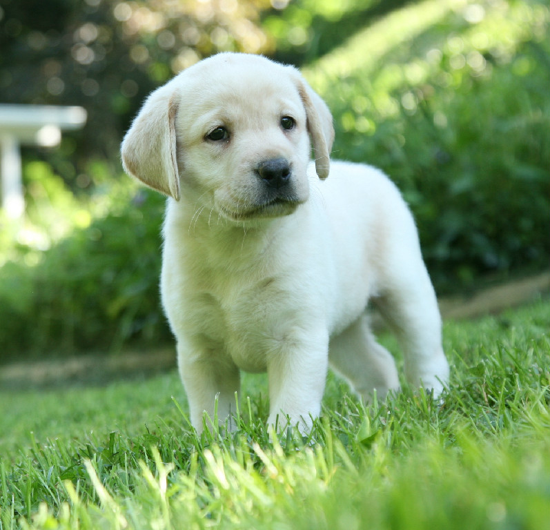 Yellow Labrador Puppies For Sale Yellow Labrador Puppies For Sale
