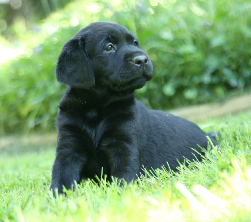 Black Labrador Retriever Puppies For Sale Hidden Pond Labradors Black Labrador Retriever Puppies For Sale Hidden Pond Labradors