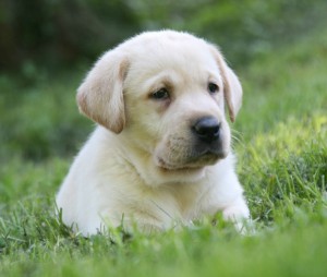 Yellow Labrador Retriever Puppies for Sale - Breeders | Hidden Pond ...