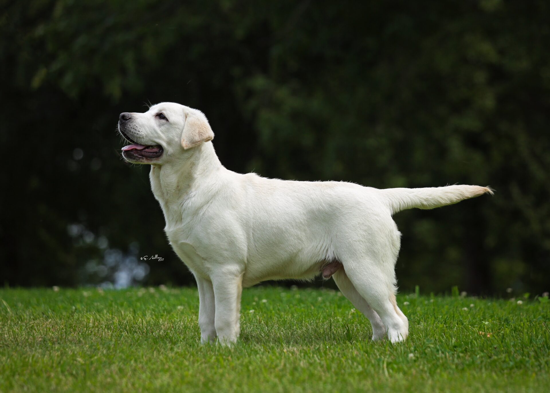 Champion Labrador Retriever Breeders: Chocolate Labrador Stud Dogs ...
