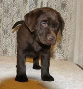 Chocolate Lab Retriever Breeders | Hidden Pond Labradors