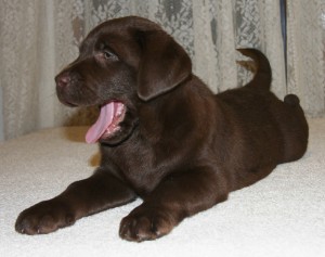 Chocolate Lab Retriever Breeders | Hidden Pond Labradors
