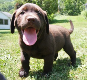 Chocolate Lab Retriever Breeders | Hidden Pond Labradors
