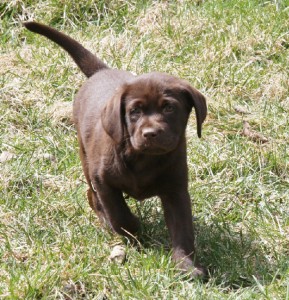 Chocolate Lab Retriever Breeders | Hidden Pond Labradors