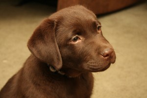 Chocolate Lab Retriever Breeders | Hidden Pond Labradors