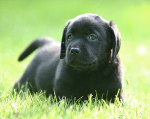 Black Labrador Retriever Puppies For Sale | Hidden Pond Labradors