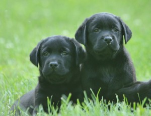 Black Labrador Retriever Puppies For Sale | Hidden Pond Labradors