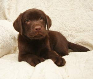 Chocolate Lab Retriever Breeders | Hidden Pond Labradors
