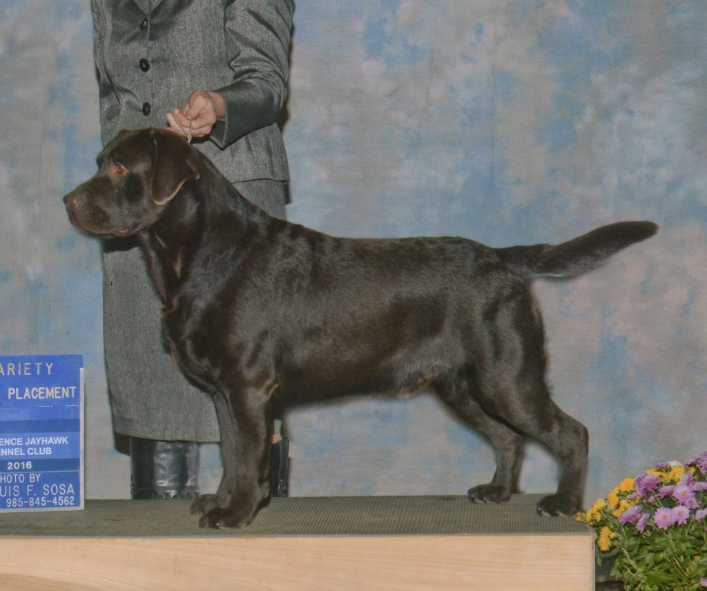 Chocolate Labrador Stud Dog Service & Dogs for Sale | Hidden Pond Labradors