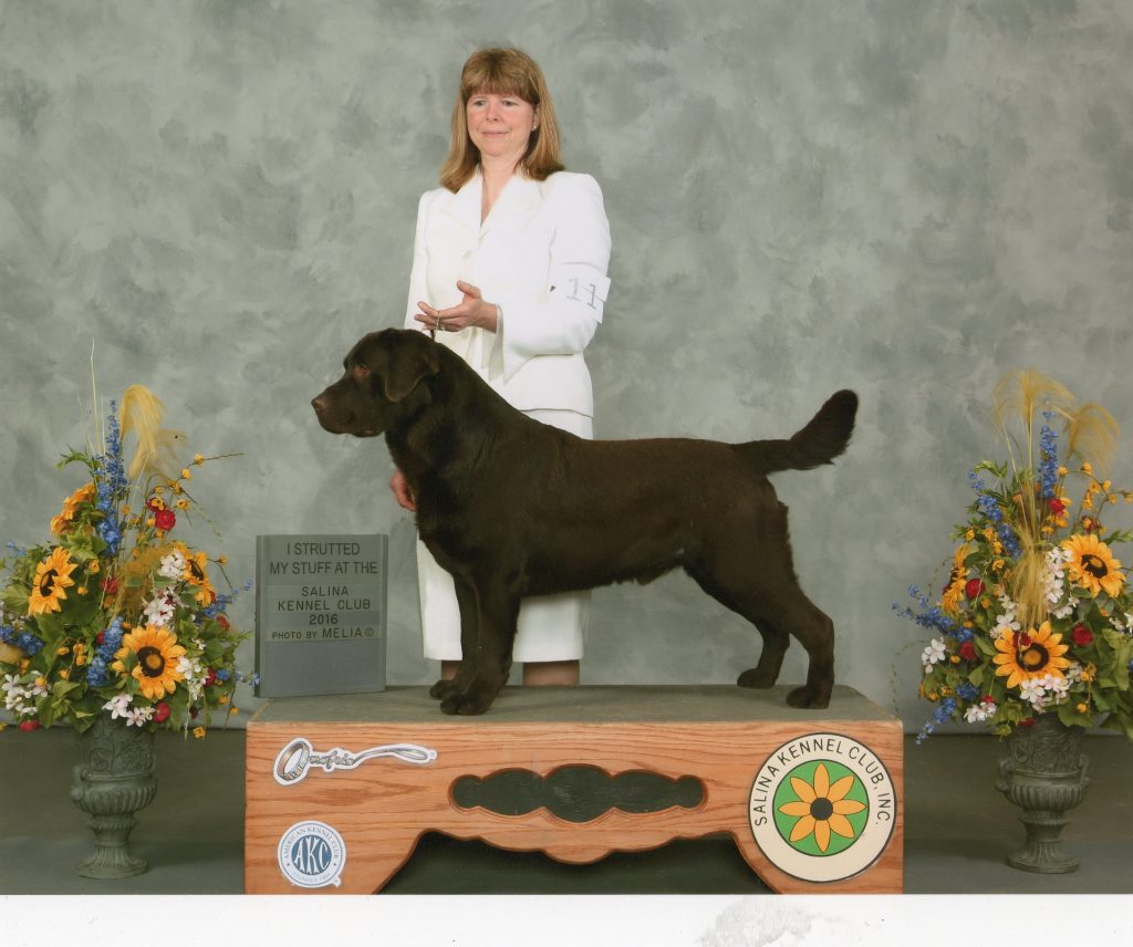 AKC Lab Stud Service - Grand Champion Labrador Retrievers | Hidden Pond ...