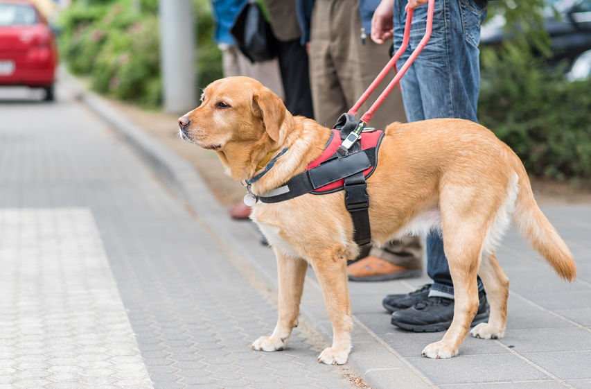 Service Dogs Aren’t Just Companions, They’re Life-Savers