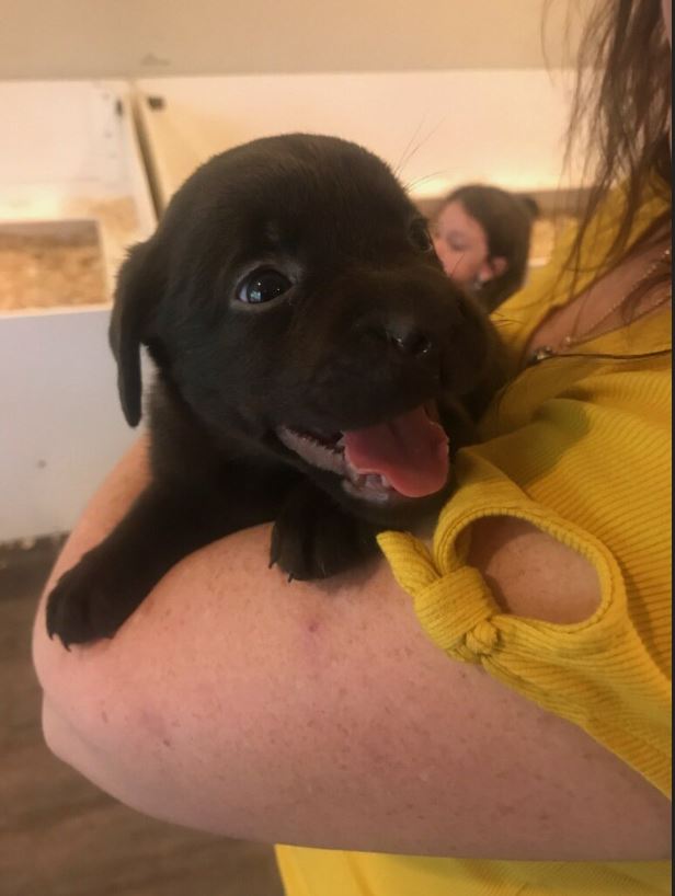 UMBC Police Department to Recruit a Trained Labrador Retriever