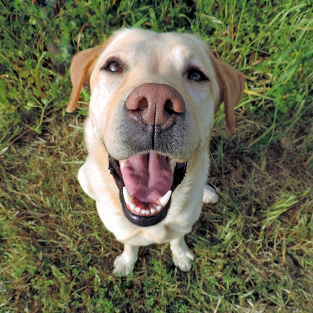 Keep Your Labrador Happy!
