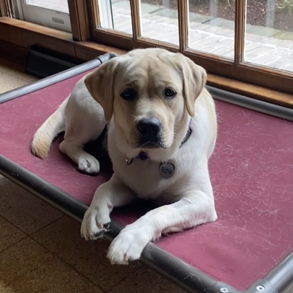 Labrador Search and Rescue Dogs | Hidden Pond Labradors