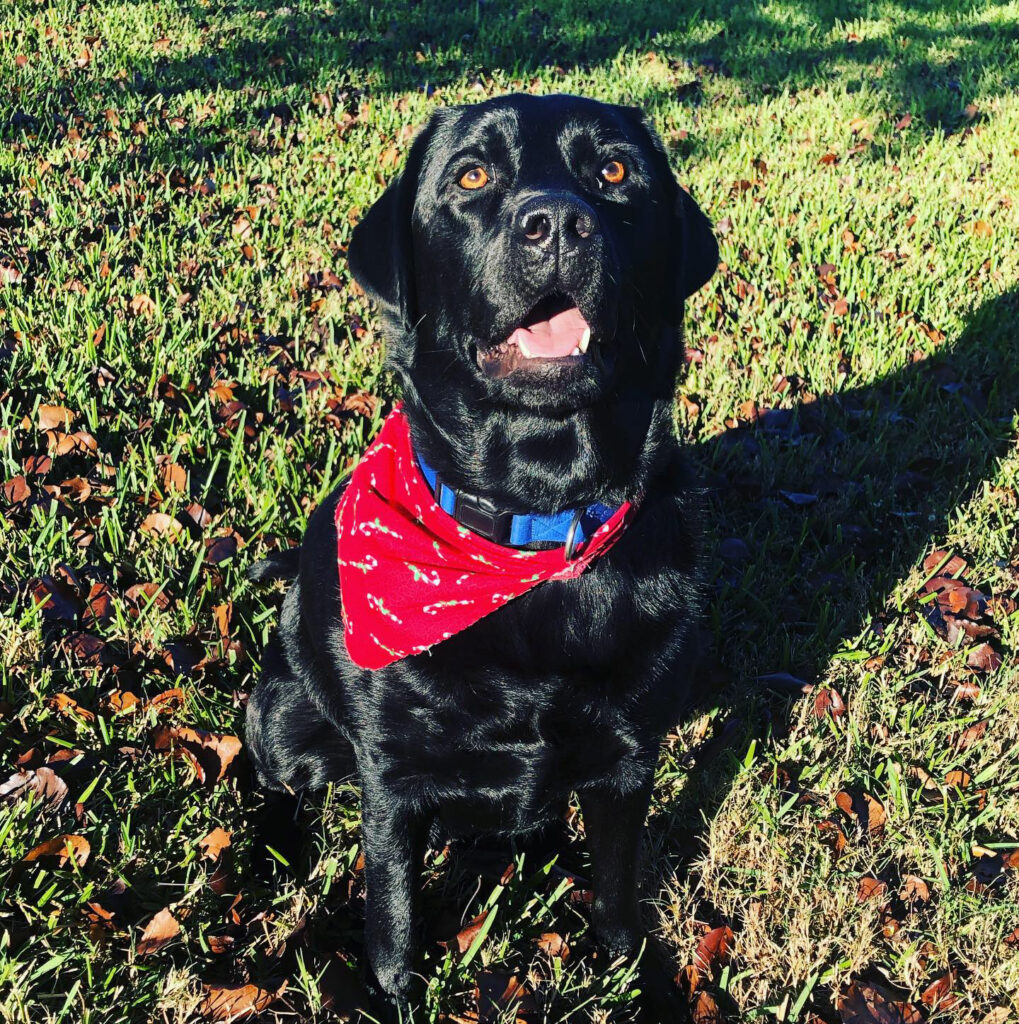 Labrador Search and Rescue Dogs | Hidden Pond Labradors