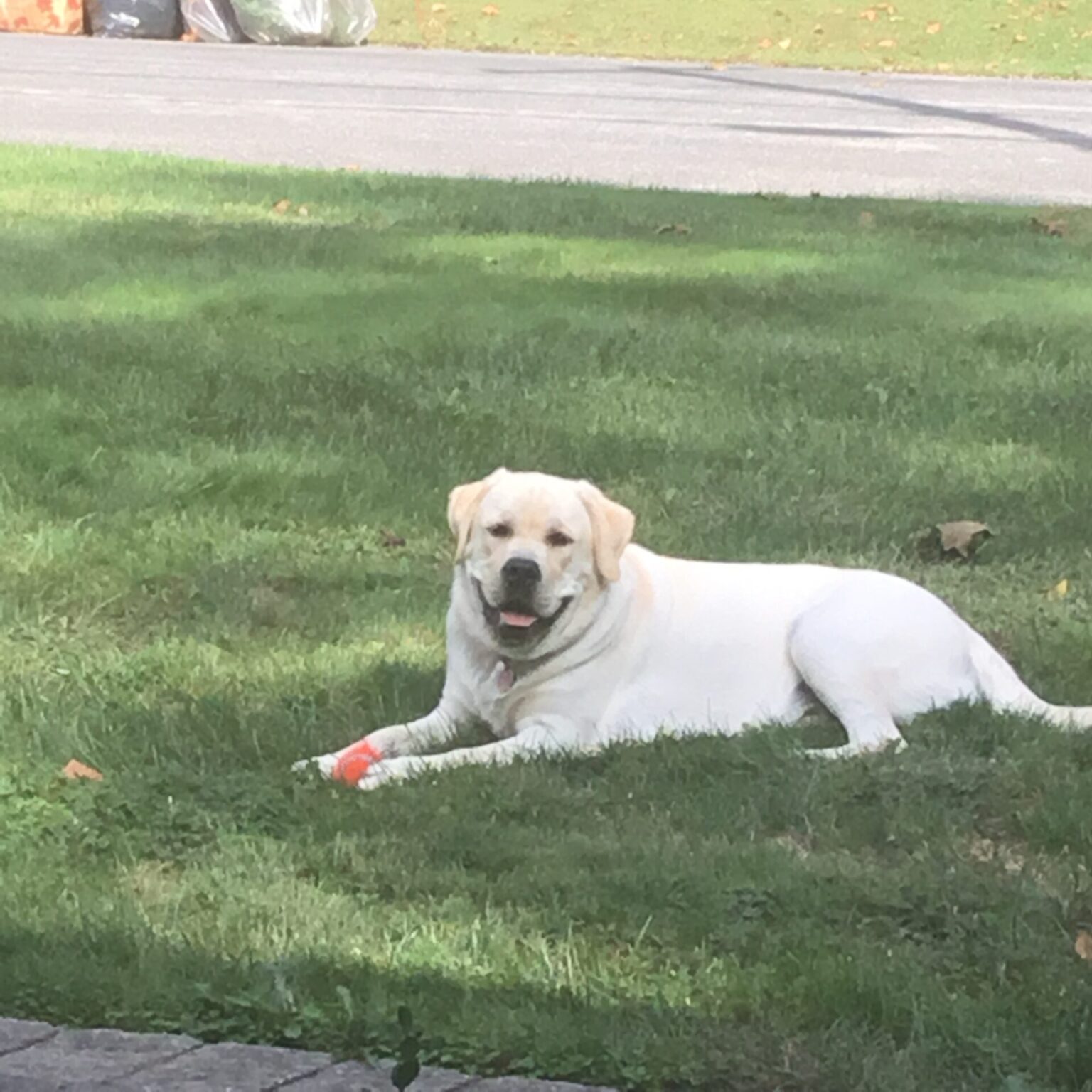 Labrador Search and Rescue Dogs | Hidden Pond Labradors