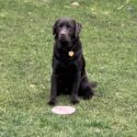 Black, Yellow, & Chocolate Lab Breeders | Hidden Pond Labradors