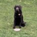 Black, Yellow, & Chocolate Lab Breeders | Hidden Pond Labradors