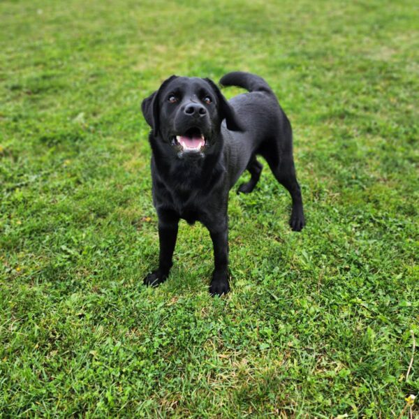 Black, Yellow, & Chocolate Lab Breeders | Hidden Pond Labradors