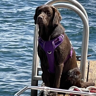 Black, Yellow, & Chocolate Lab Breeders | Hidden Pond Labradors